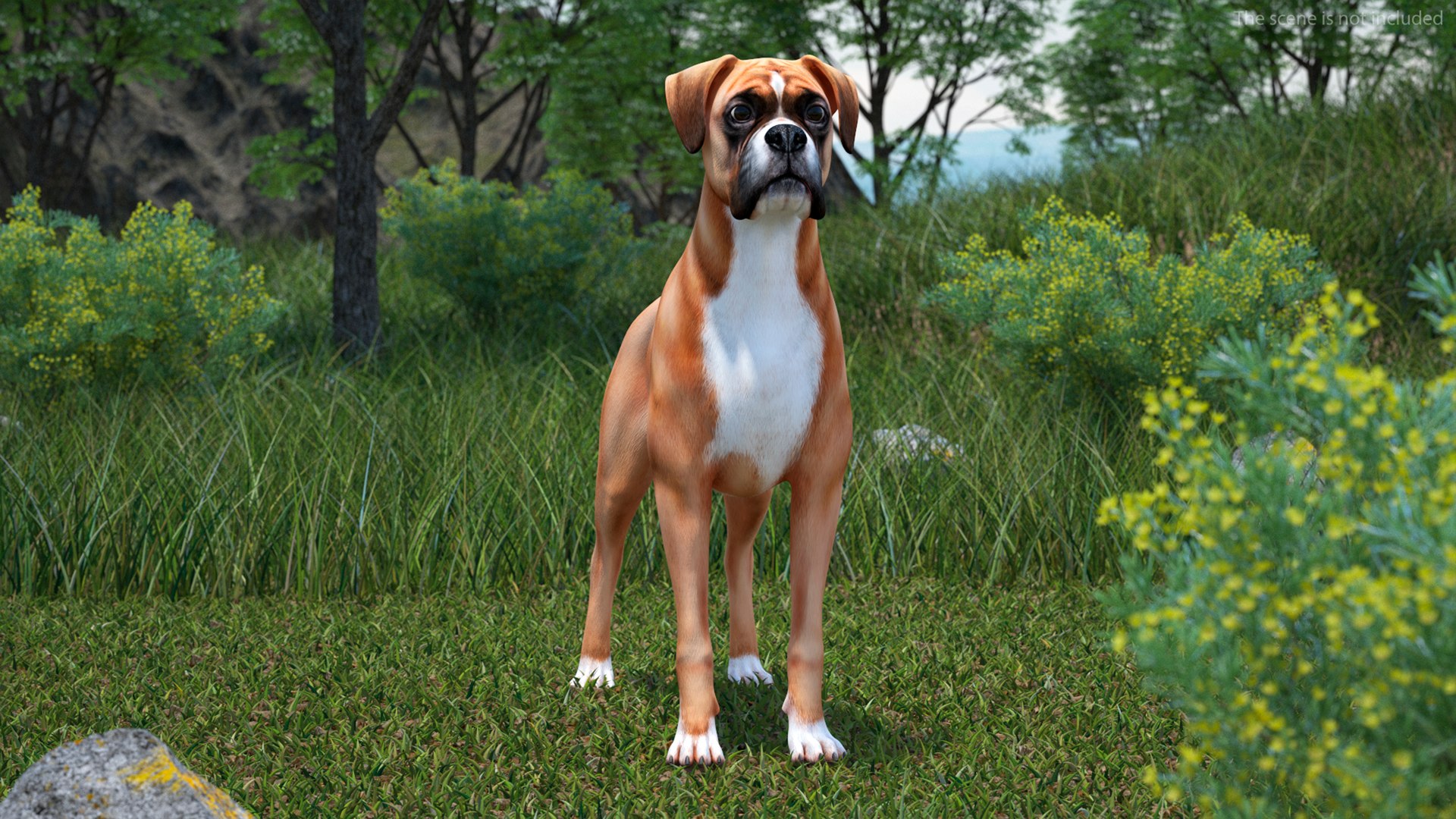 3D Model Boxer Dog - TurboSquid 2250304