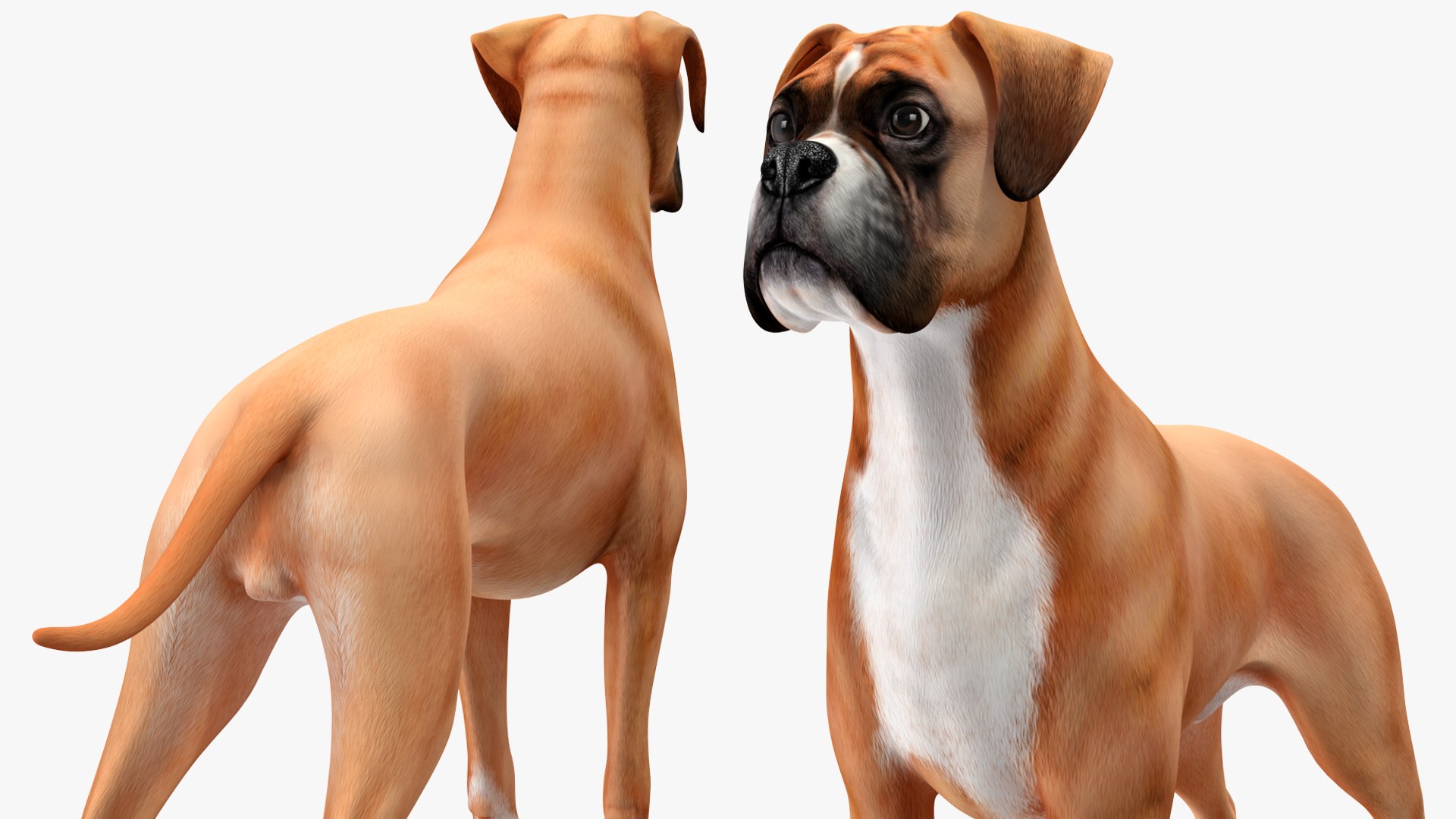 3D Model Boxer Dog - TurboSquid 2250304
