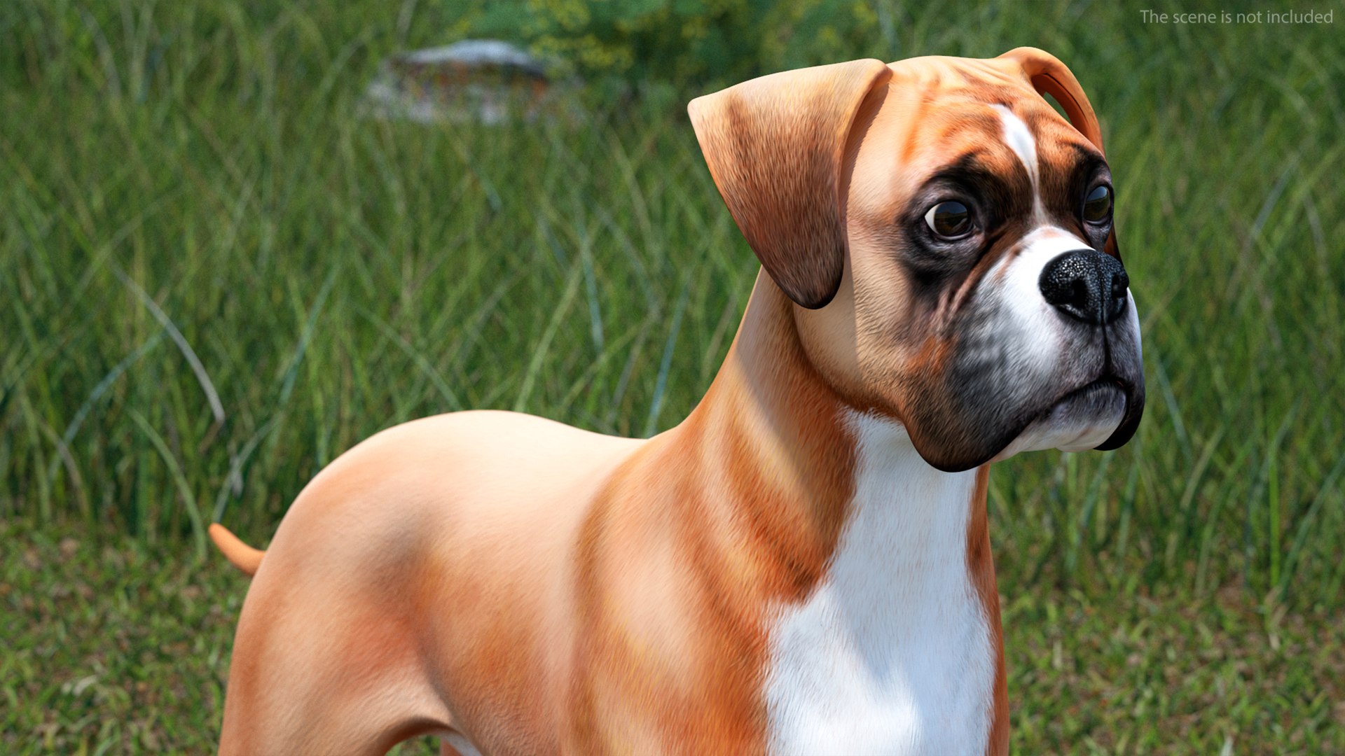 3D Model Boxer Dog - TurboSquid 2250304