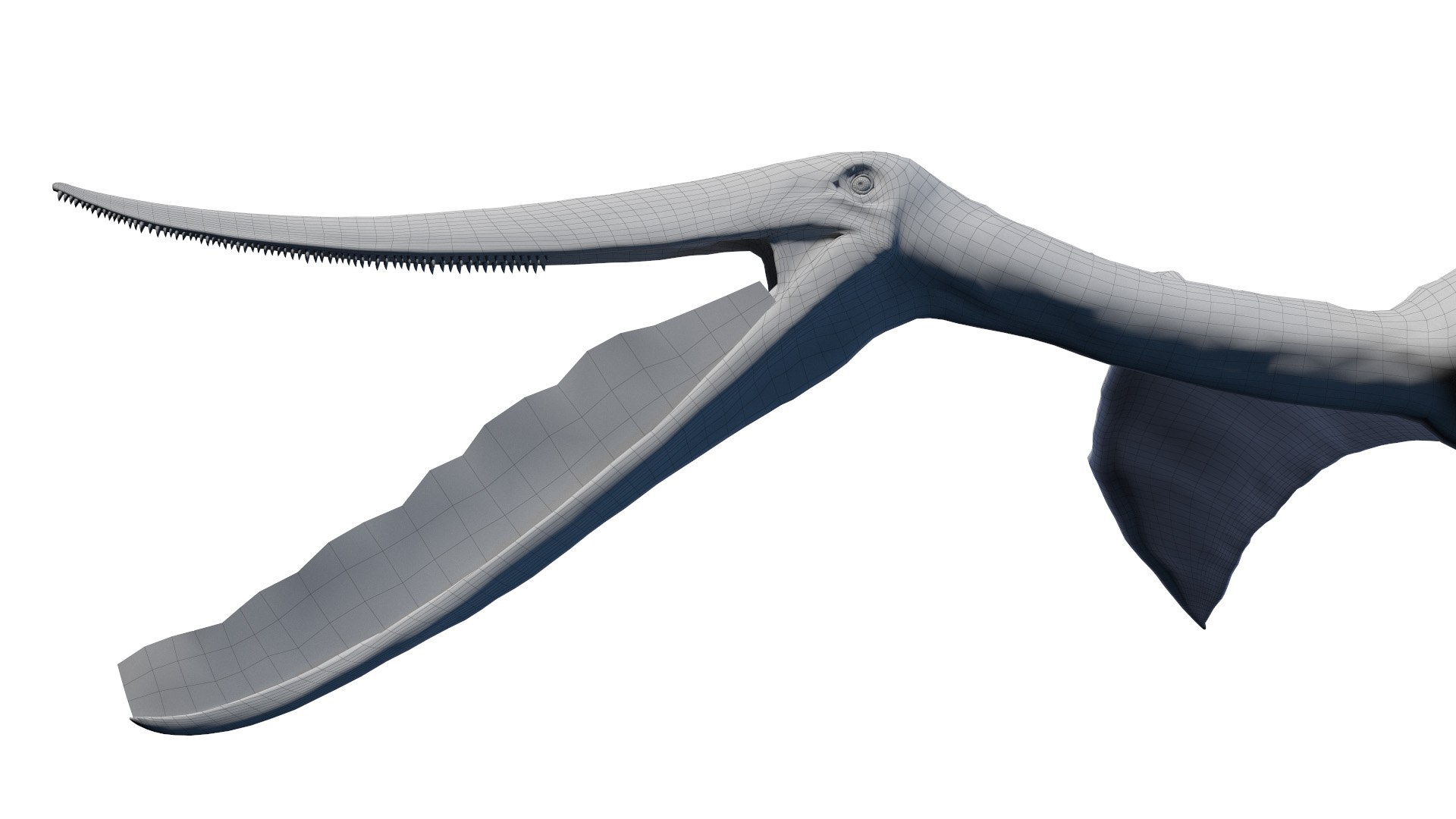 3D Pterodaustro Static Model - TurboSquid 1903372