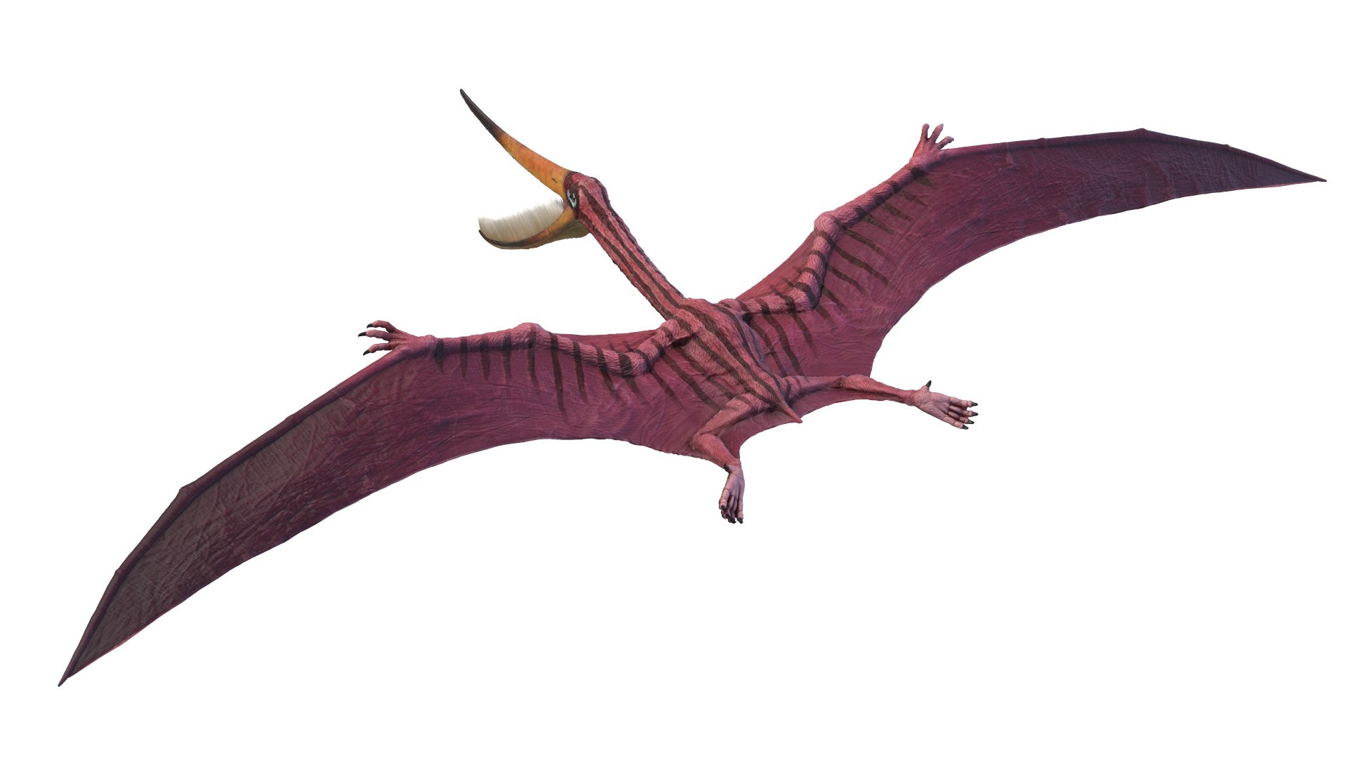 3D Pterodaustro Static Model - TurboSquid 1903372