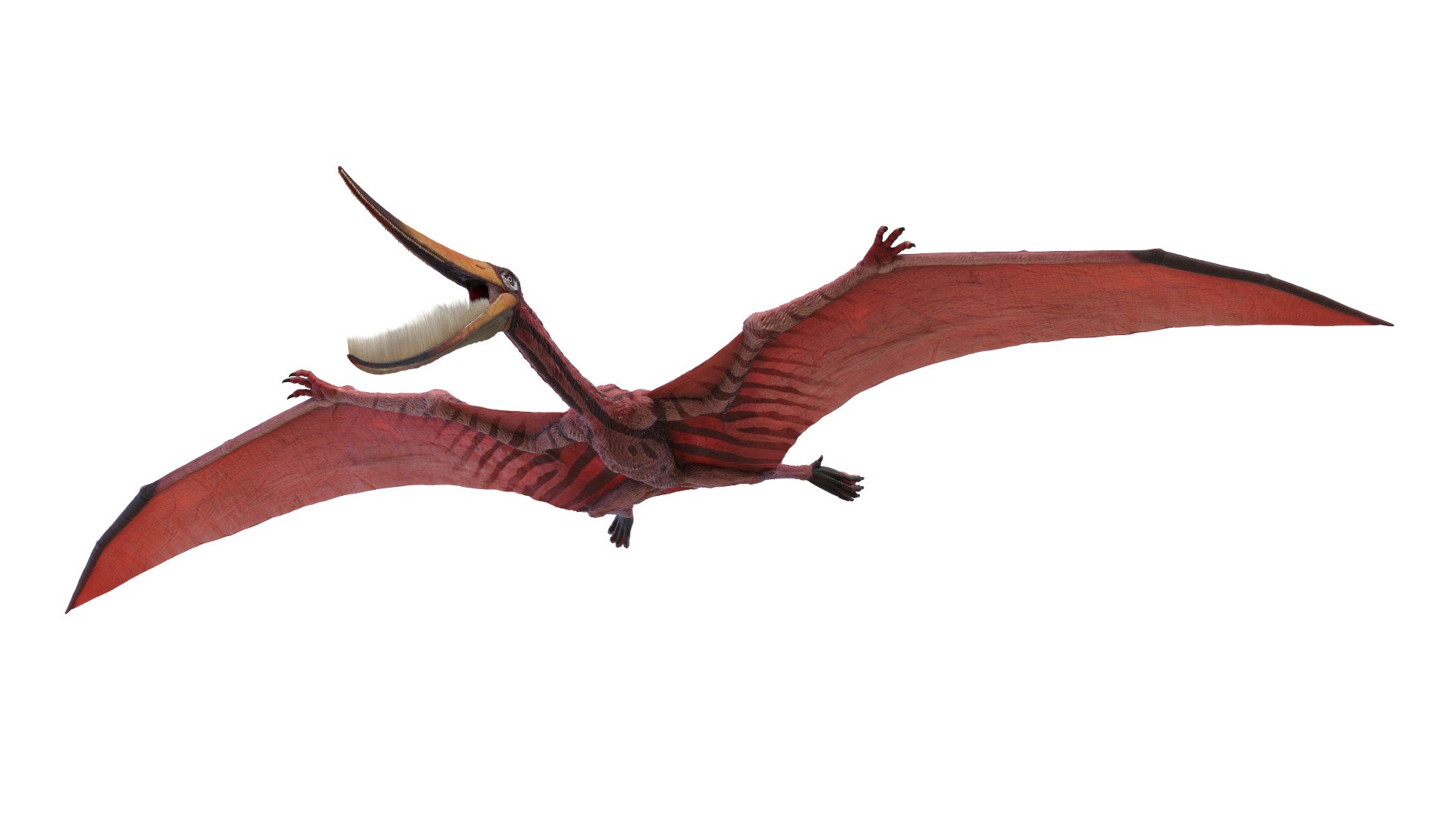 3D Pterodaustro Static Model - TurboSquid 1903372