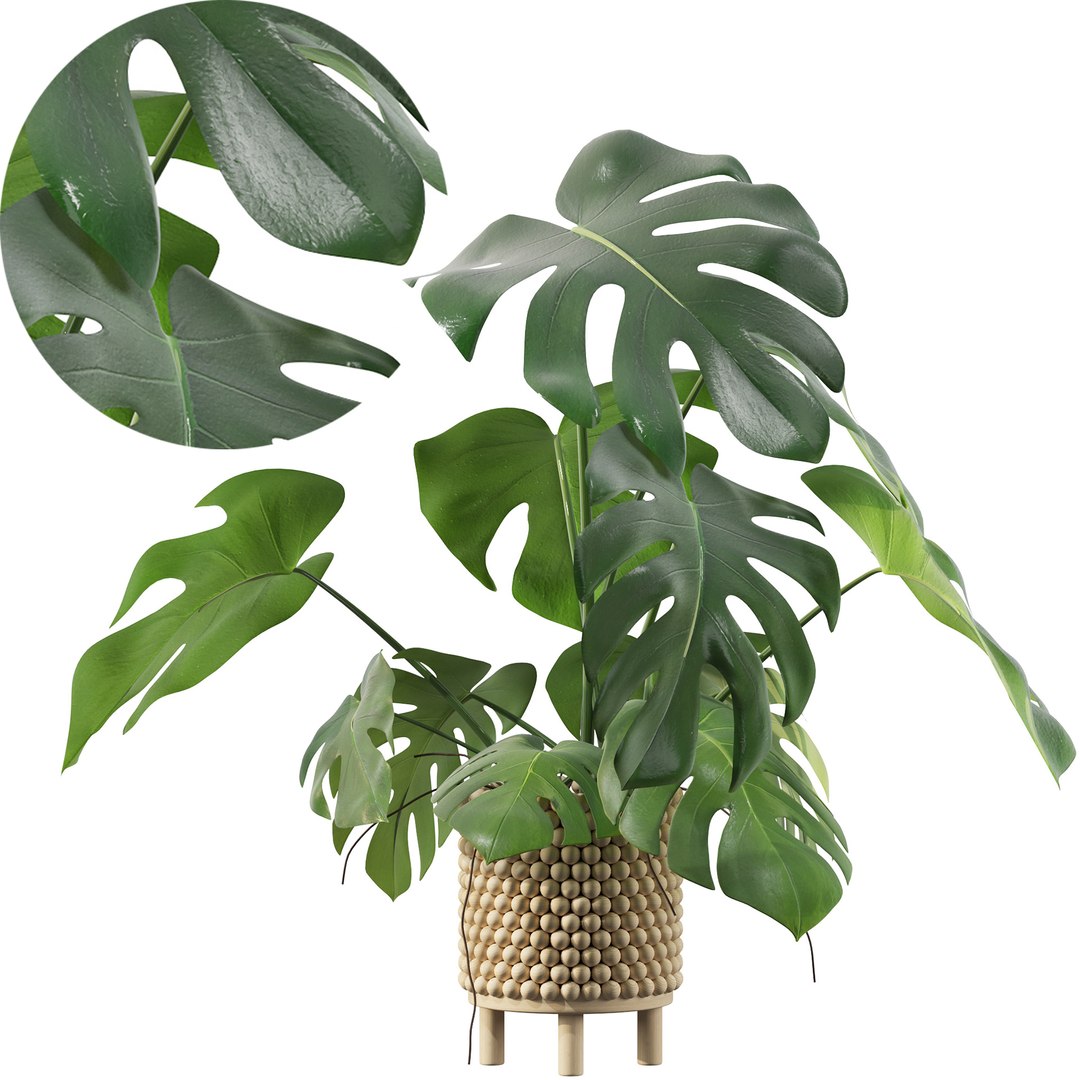 3D Monstera in wooden pot model - TurboSquid 1878476