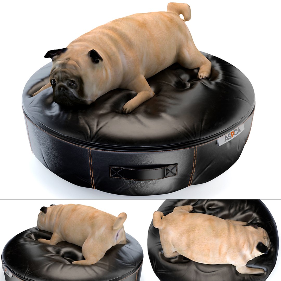 Dog Pet Model - TurboSquid 1360721