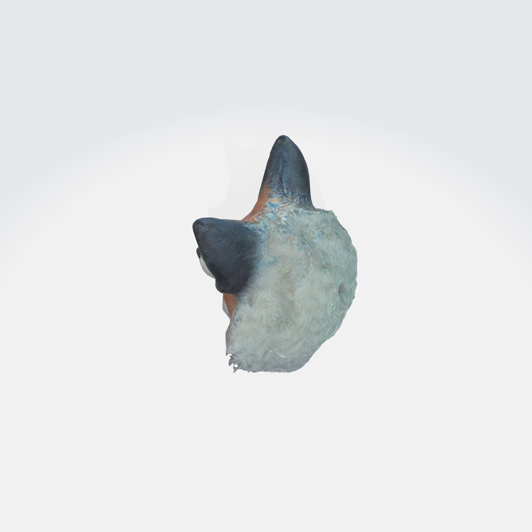 Fox With Large Pointed Ears 3D Model - TurboSquid 2260306