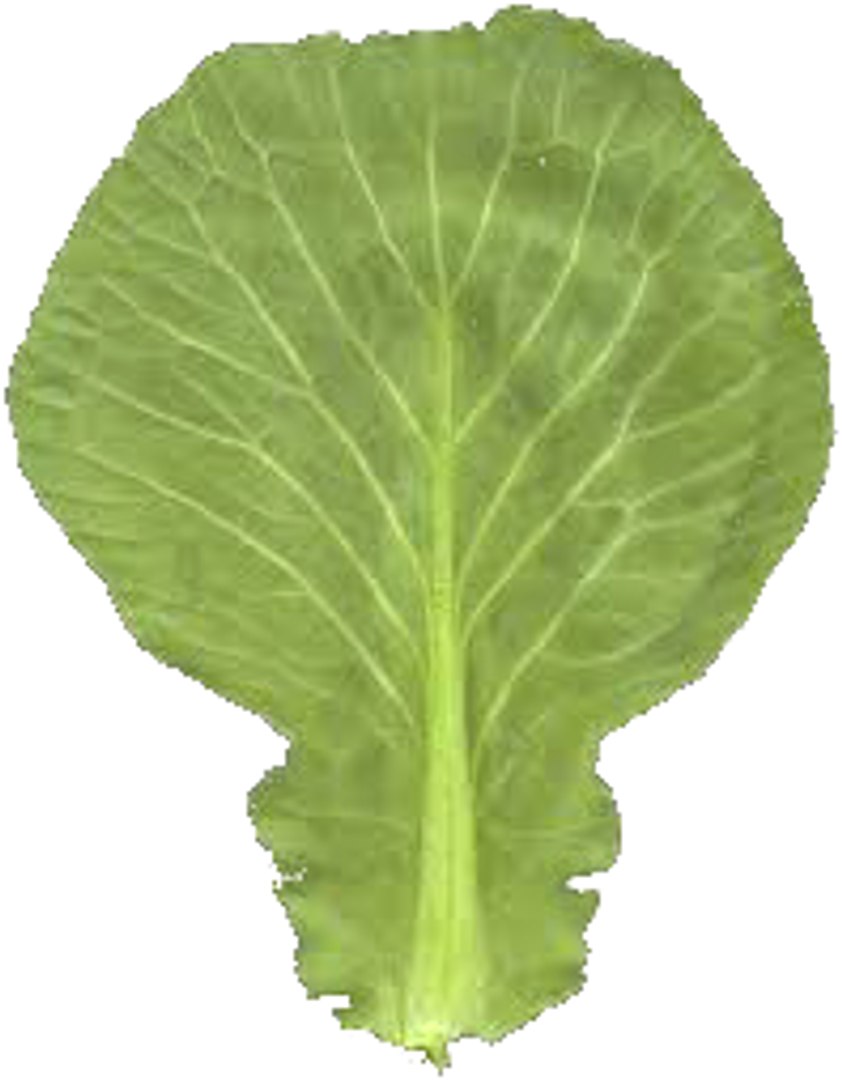 Cabbage 3 Growth Stages 3D Model | 1145693 | TurboSquid