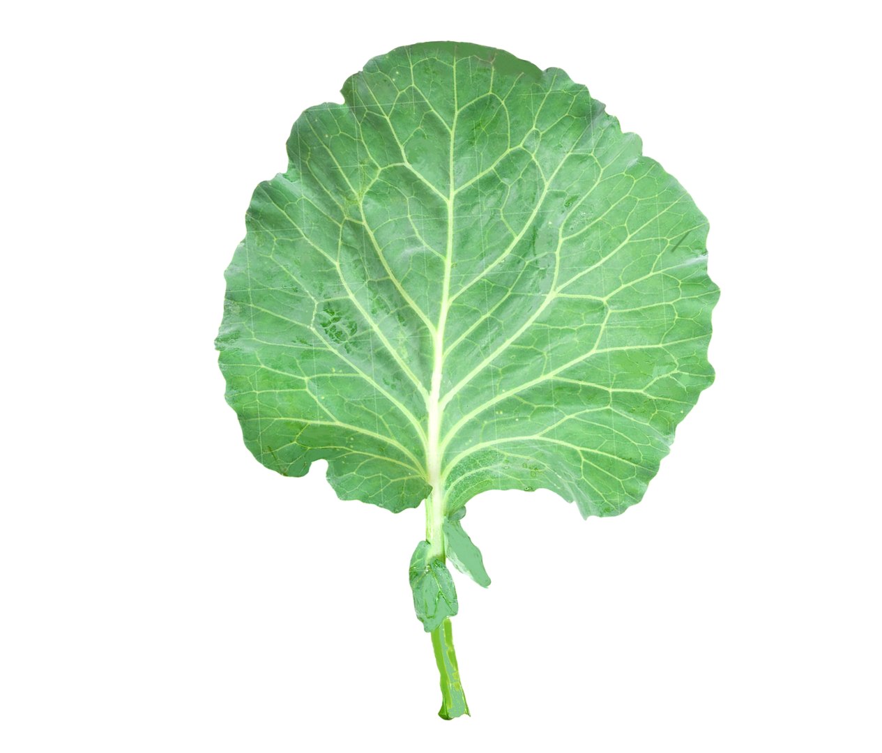 Cabbage 3 Growth Stages 3D Model | 1145693 | TurboSquid