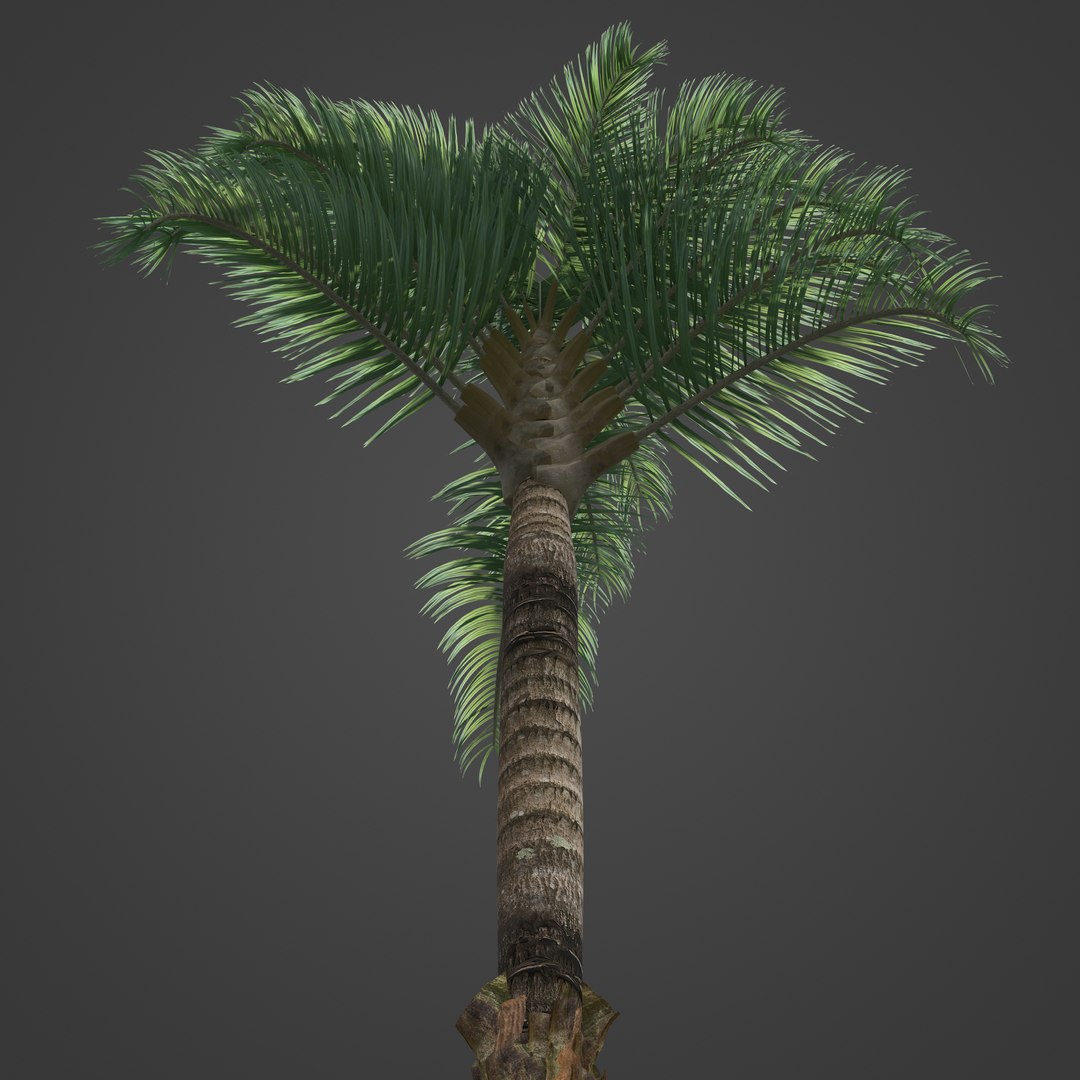 2021 PBR Triangle Palm Collection - Neodypsis Decaryi 3D Model ...