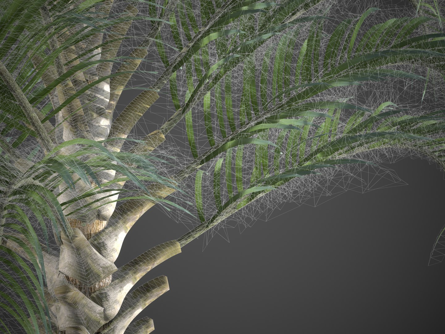 2021 PBR Triangle Palm Collection - Neodypsis Decaryi 3D Model ...