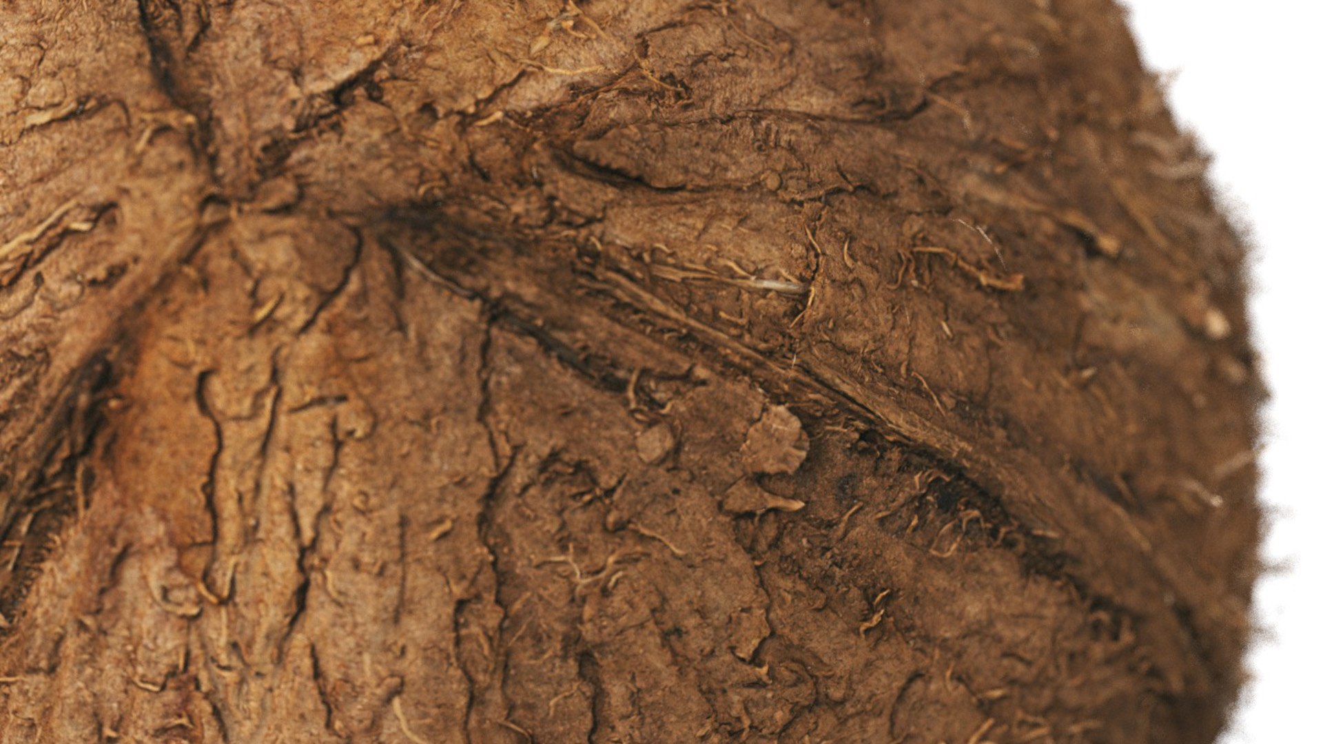 4k Coconut 02 3D Model - TurboSquid 2025483