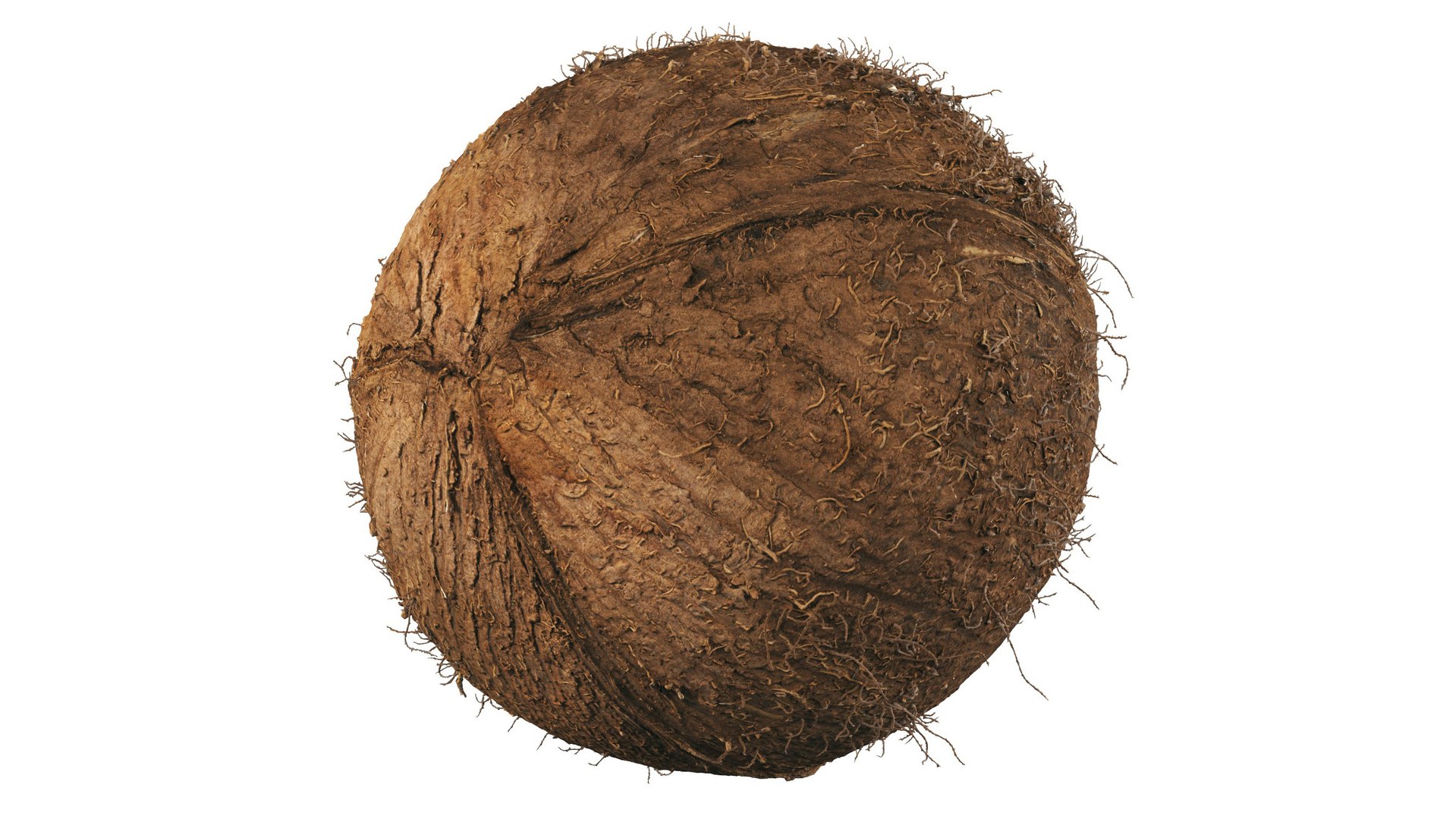 4k Coconut 02 3D Model - TurboSquid 2025483