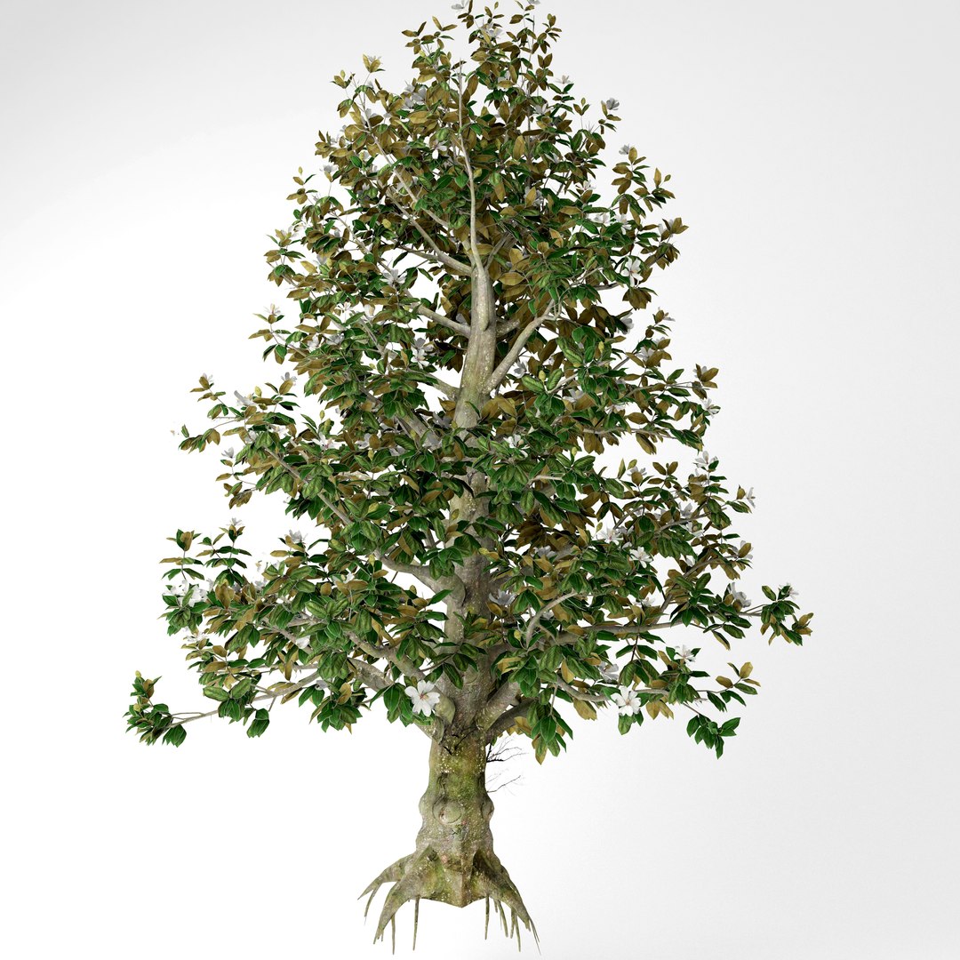 Southern Magnolia Tree 3D Model - TurboSquid 1536143