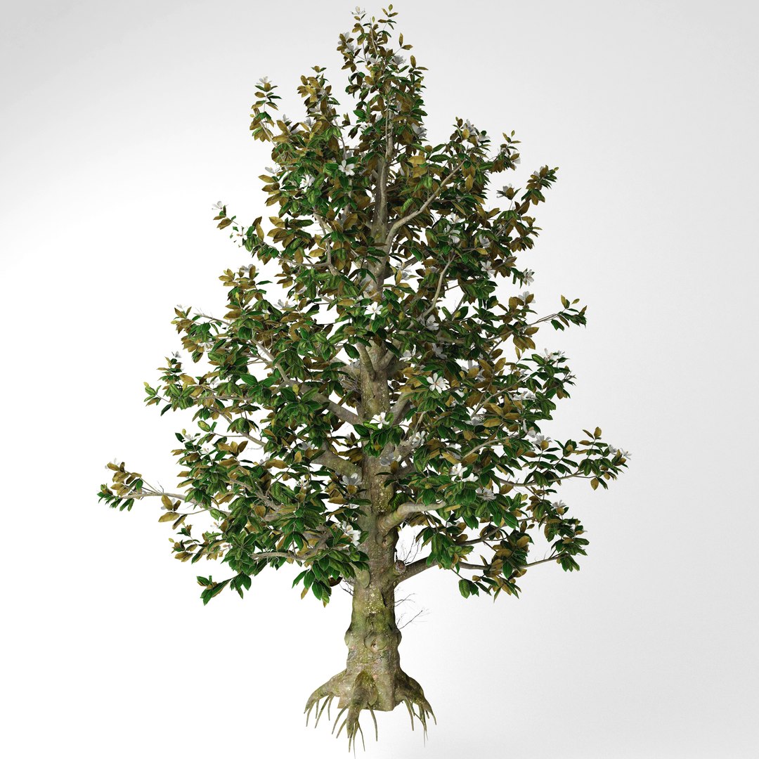 Southern Magnolia Tree 3D Model - TurboSquid 1536143