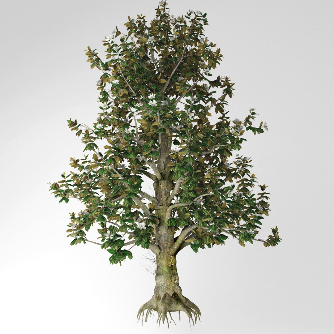 Southern Magnolia Tree 3D Model - TurboSquid 1536143