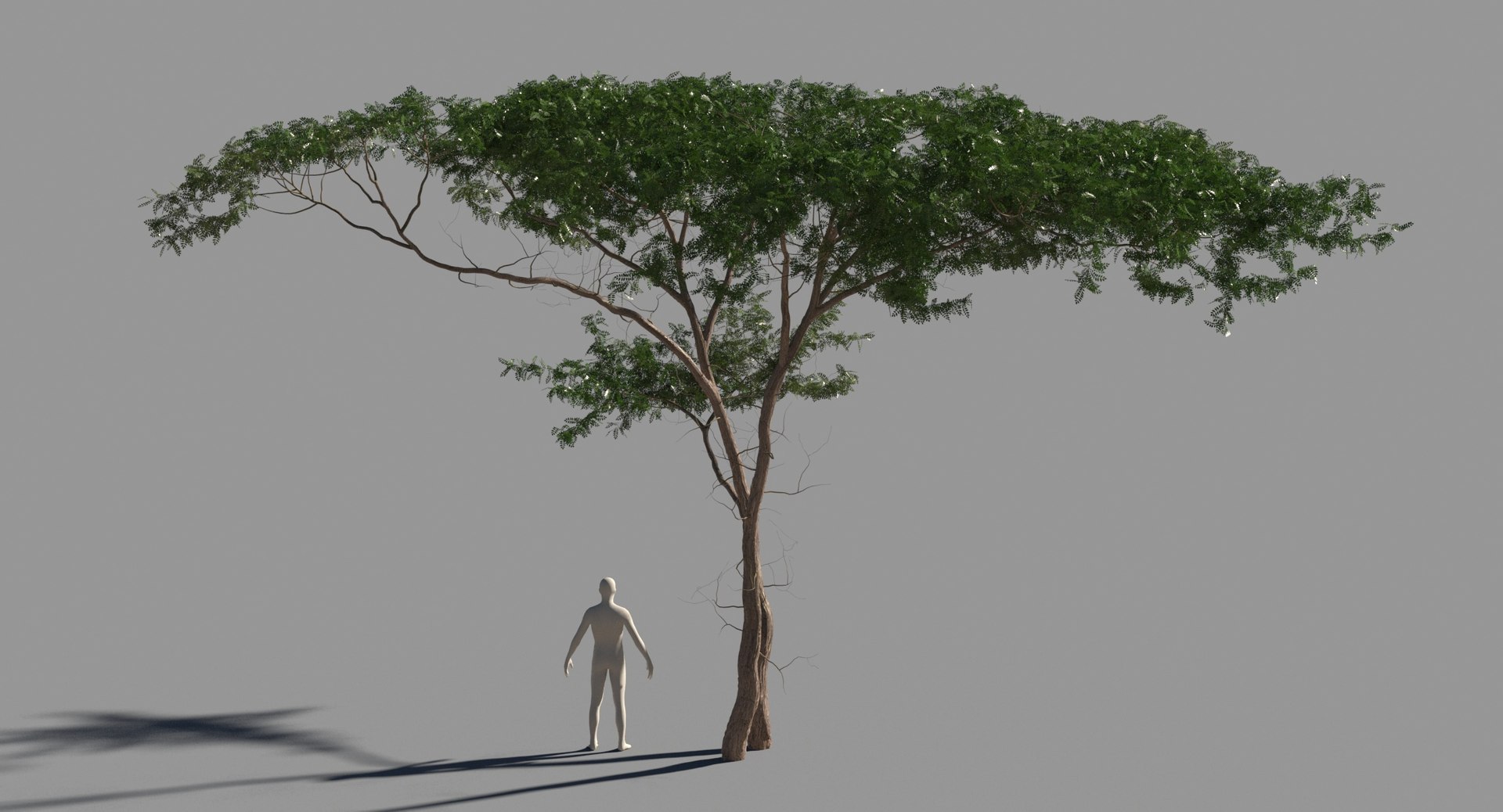 Acacia Tree 3D - TurboSquid 1430985