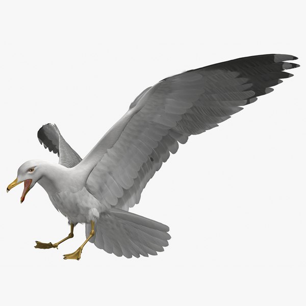 Seagull 3D Models for Download | TurboSquid