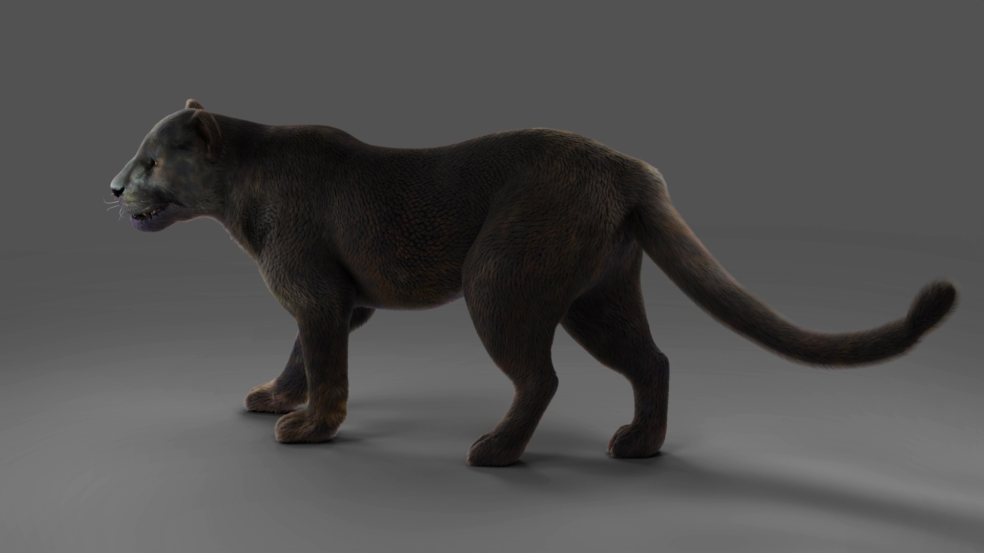 Fur Black Panther Rigged And Animation In Blender Model - TurboSquid ...