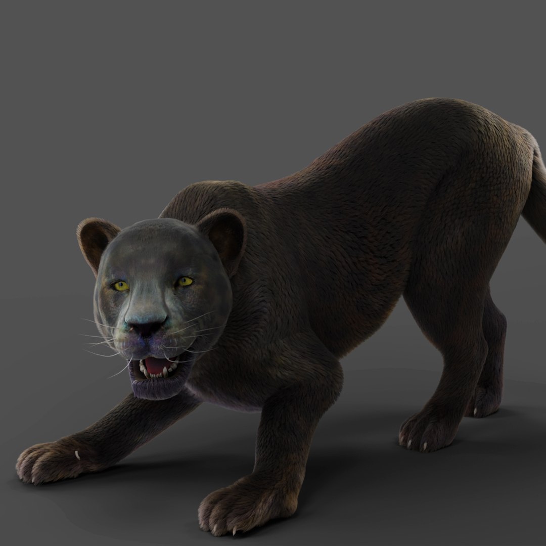 Fur Black Panther Rigged And Animation In Blender Model - TurboSquid ...