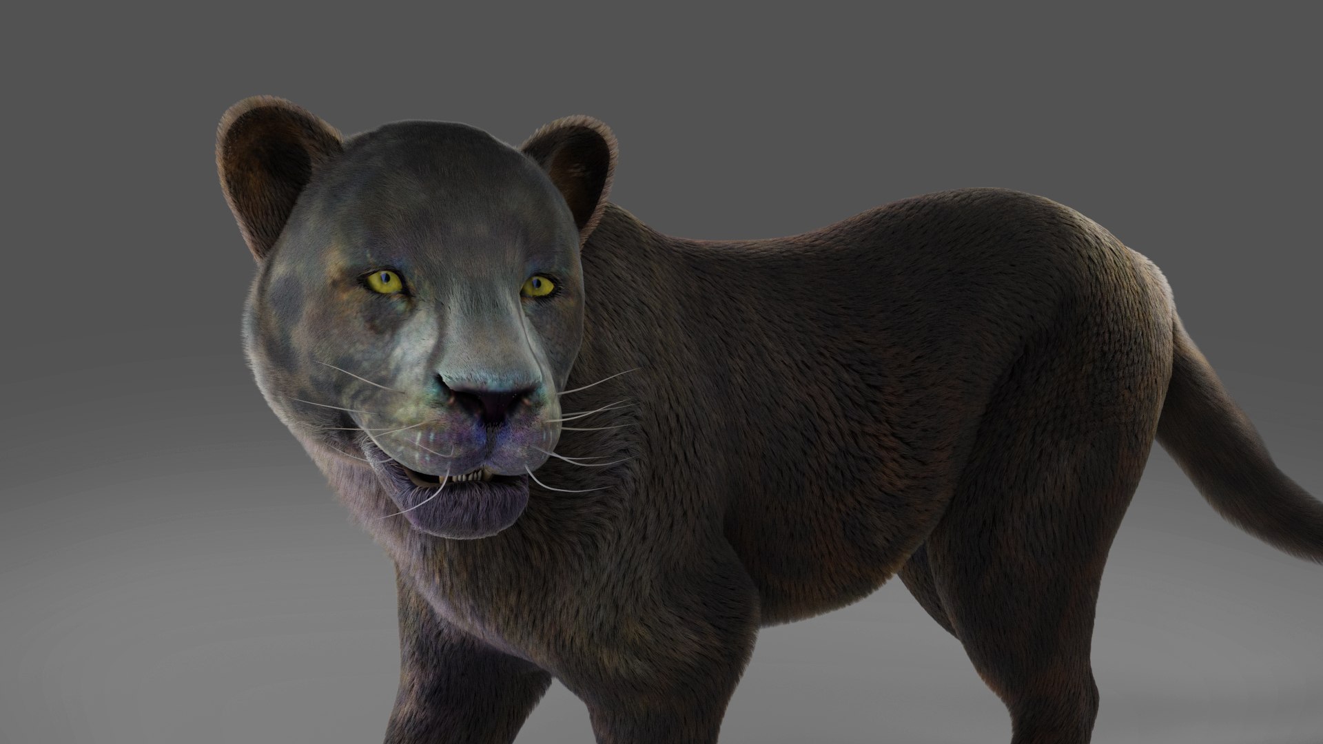 Fur Black Panther Rigged And Animation In Blender Model - TurboSquid ...