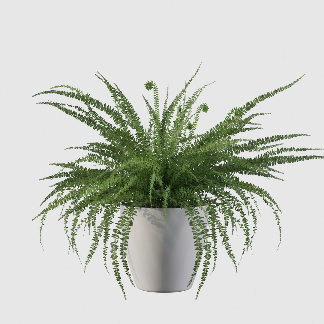 3D Fern in white pot - TurboSquid 1874236