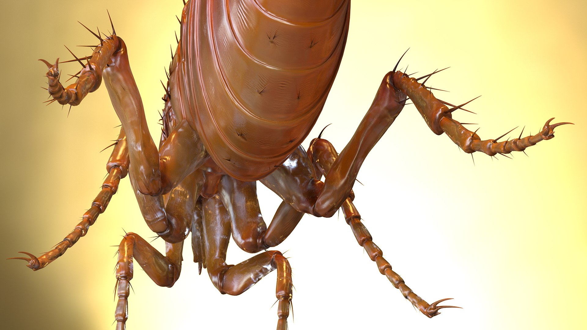 Flea Standing Pose Model - TurboSquid 1583852