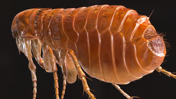 Flea standing pose model - TurboSquid 1583852
