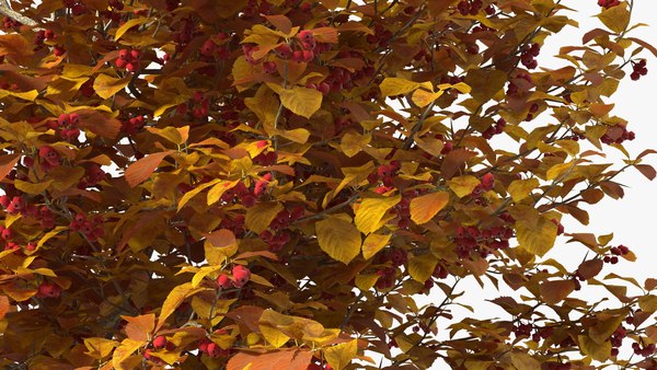 3D Cockspur Hawthorn Trees Collection model - TurboSquid 1828978