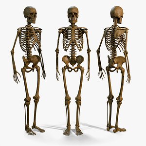 Download 3D Human Skeleton Blender Models - TurboSquid