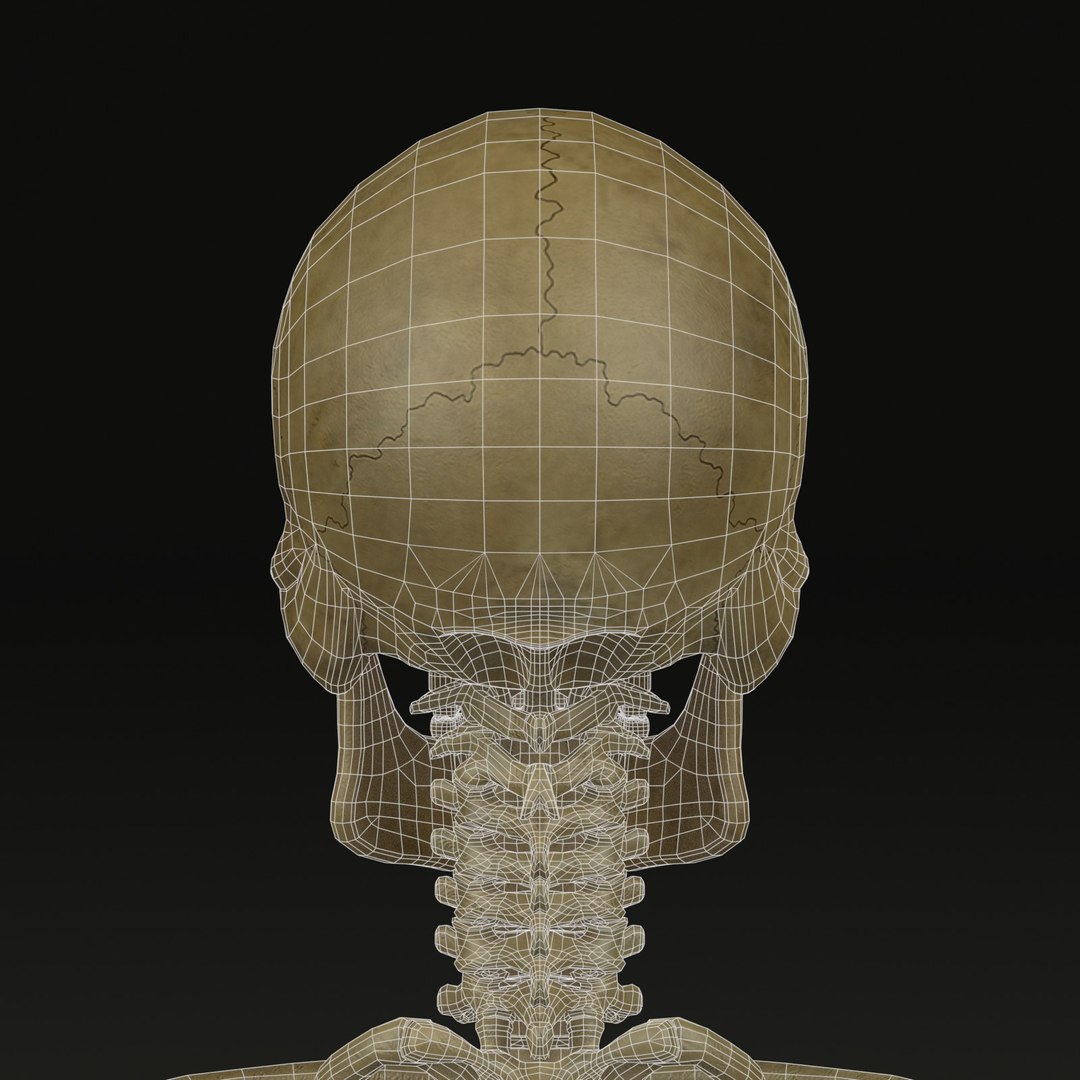 Human 3D Model - TurboSquid 1231294