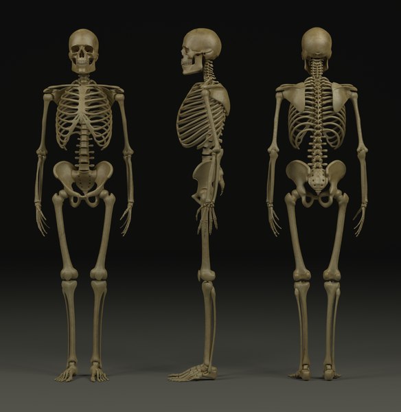 Free Rigged 3D Skeleton Models | TurboSquid