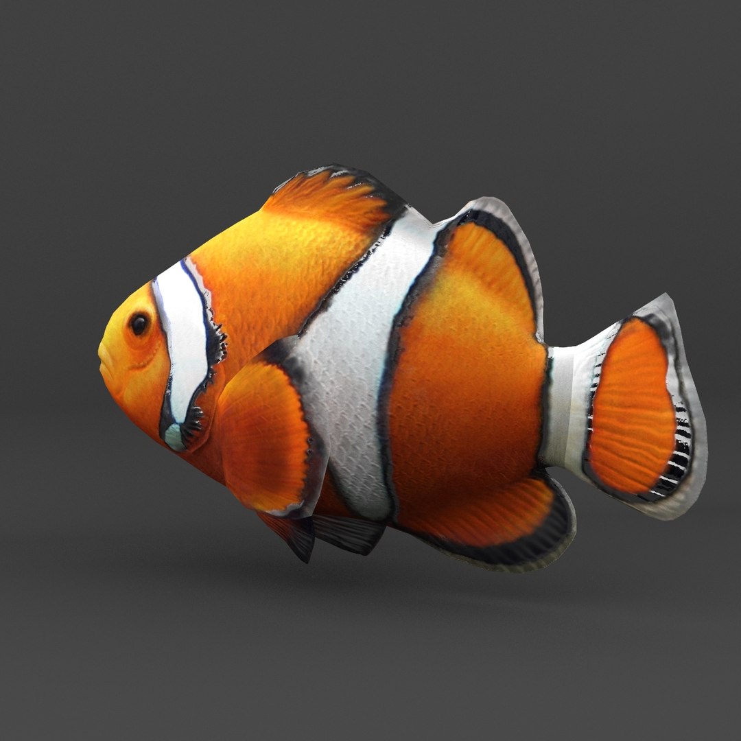 3d Fish Animation