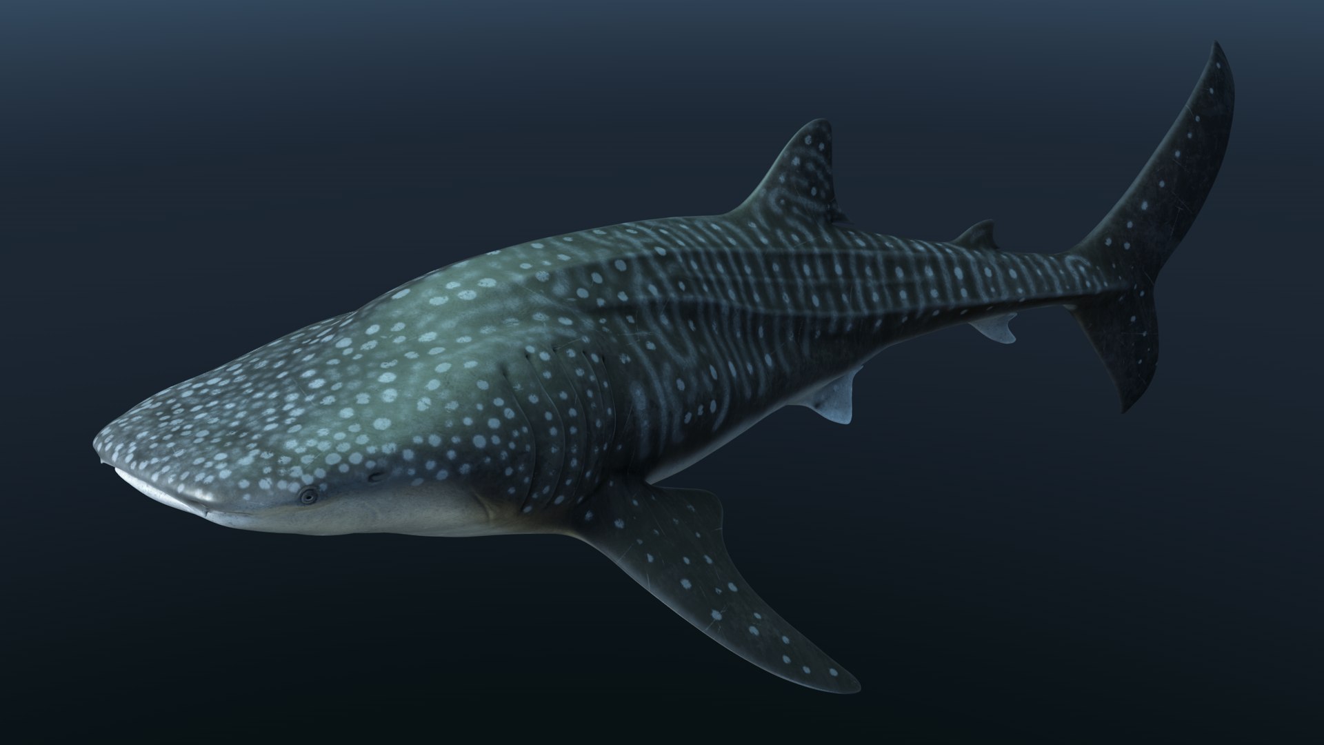 Realistic Whale Shark Rigged 3D Model - TurboSquid 1502370