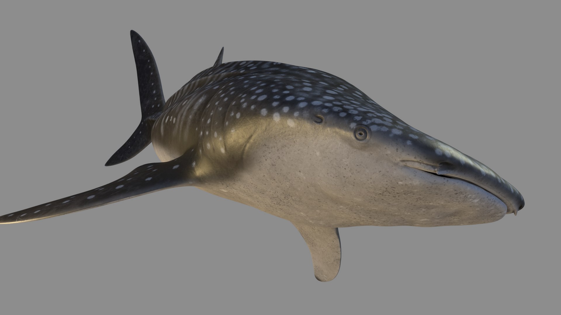 Realistic Whale Shark Rigged 3D Model - TurboSquid 1502370