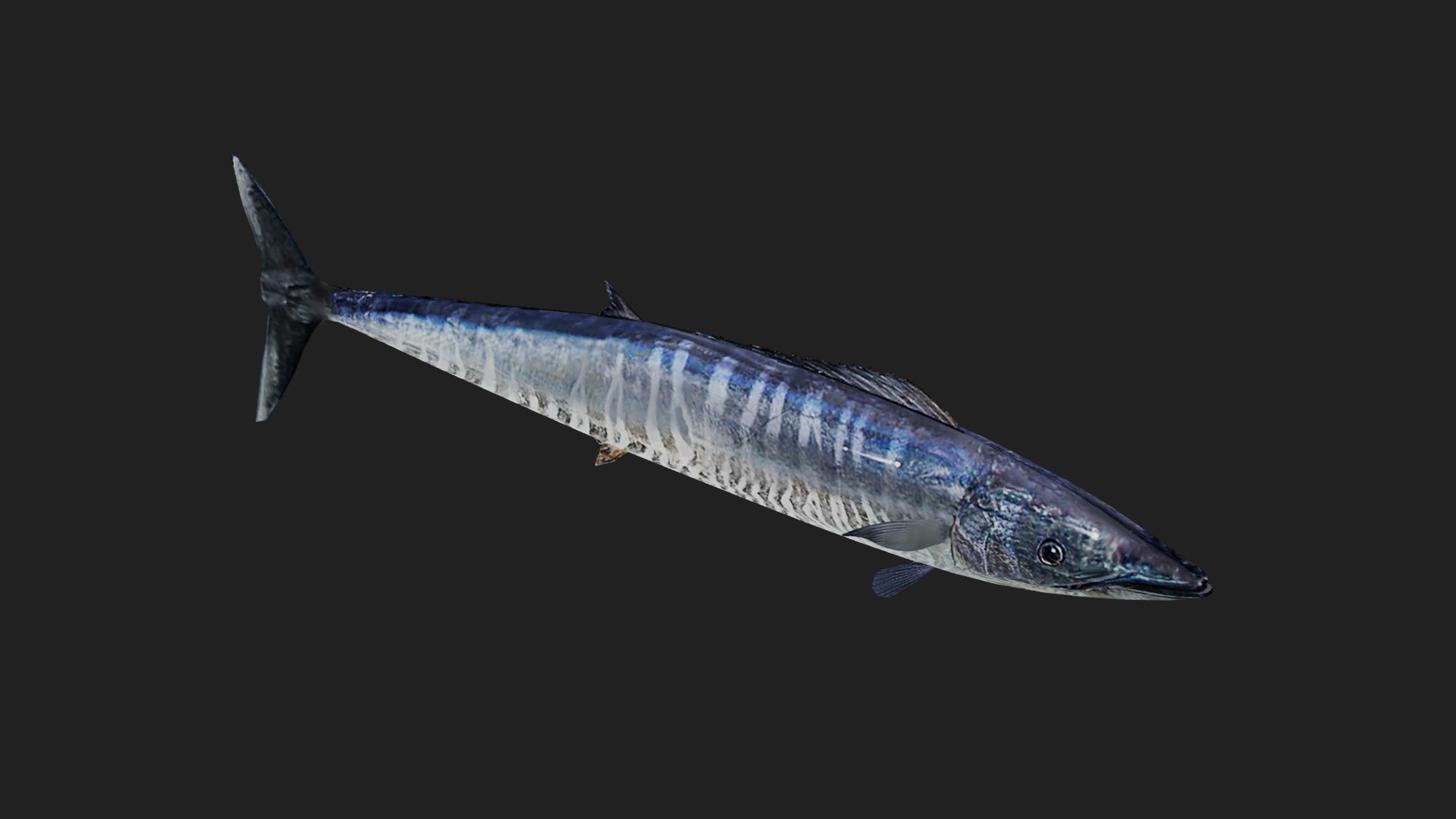 Wahoo 3D - TurboSquid 2121583