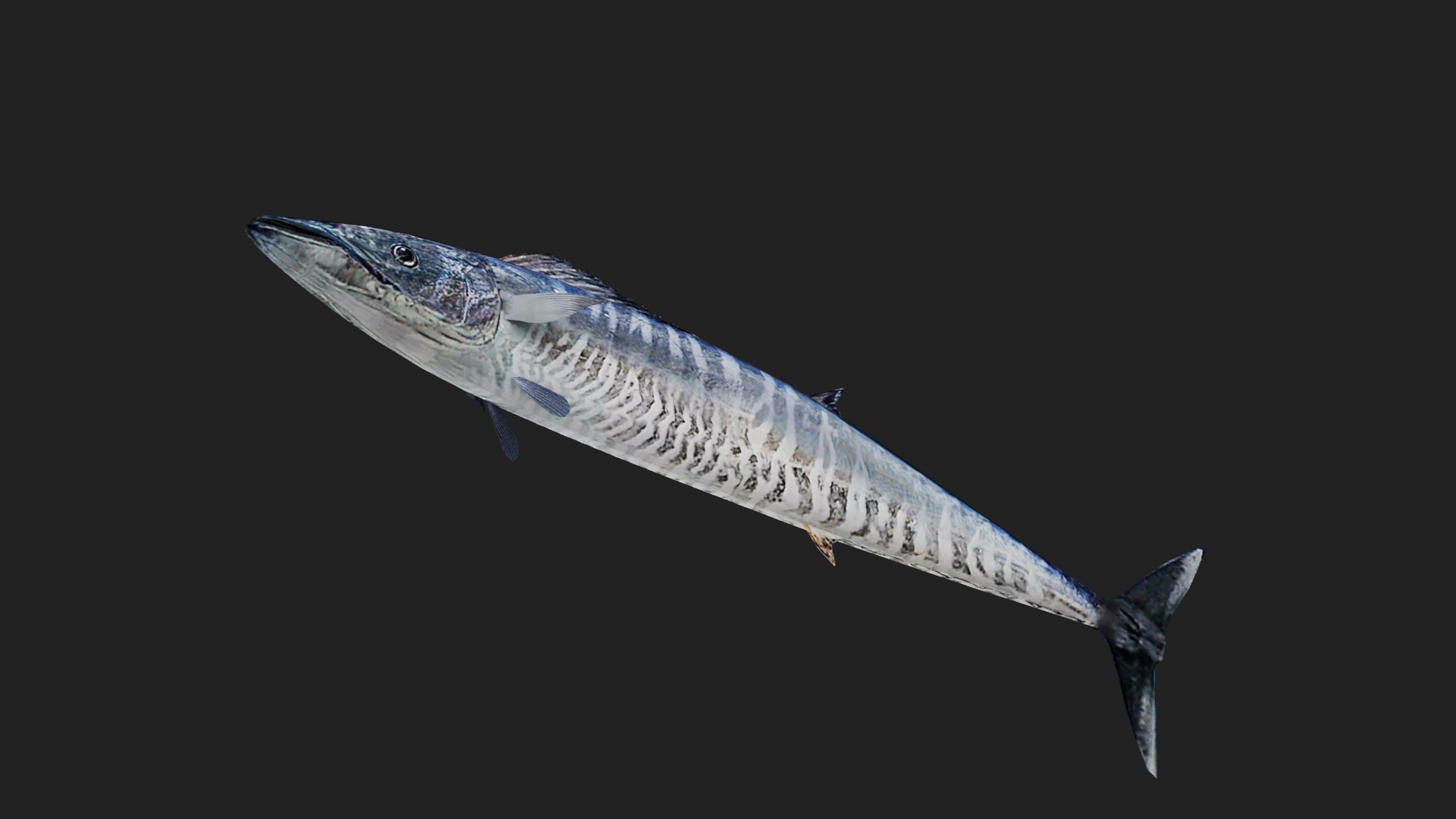Wahoo 3D - TurboSquid 2121583