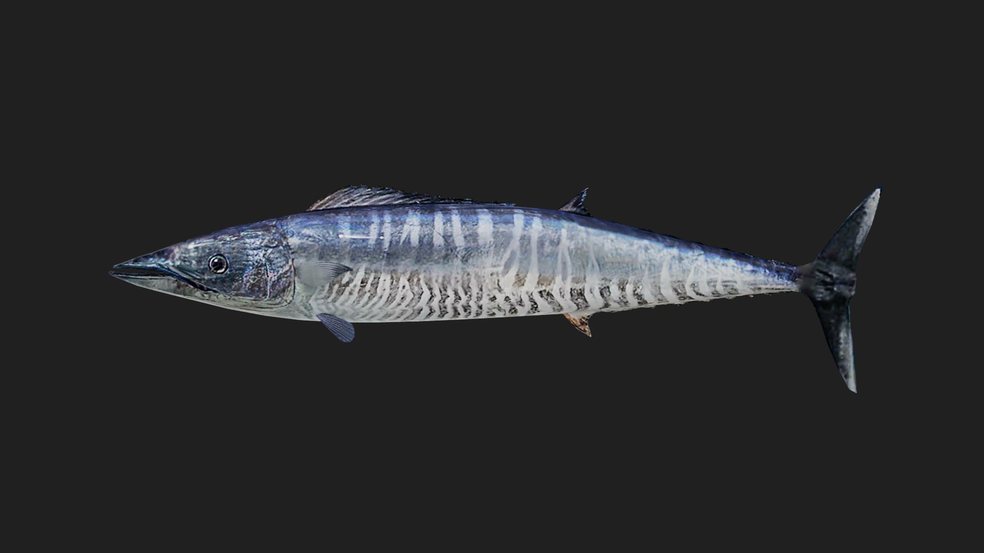 Wahoo 3D - TurboSquid 2121583