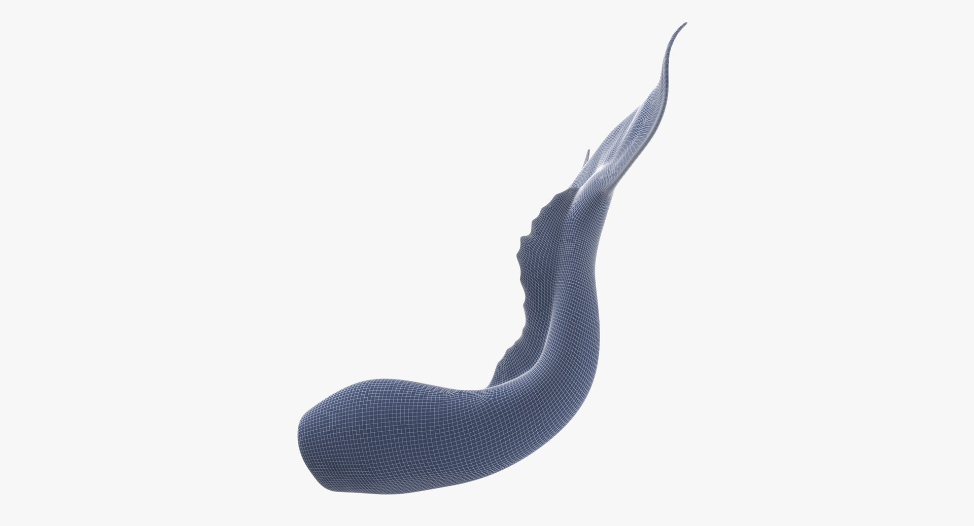 3D model mermaid tail 01 laying - TurboSquid 1243368