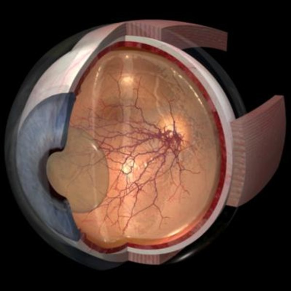 eye segmented anatomically 3d ma