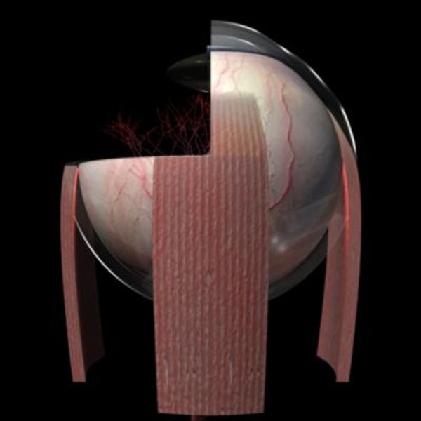 eye segmented anatomically 3d ma