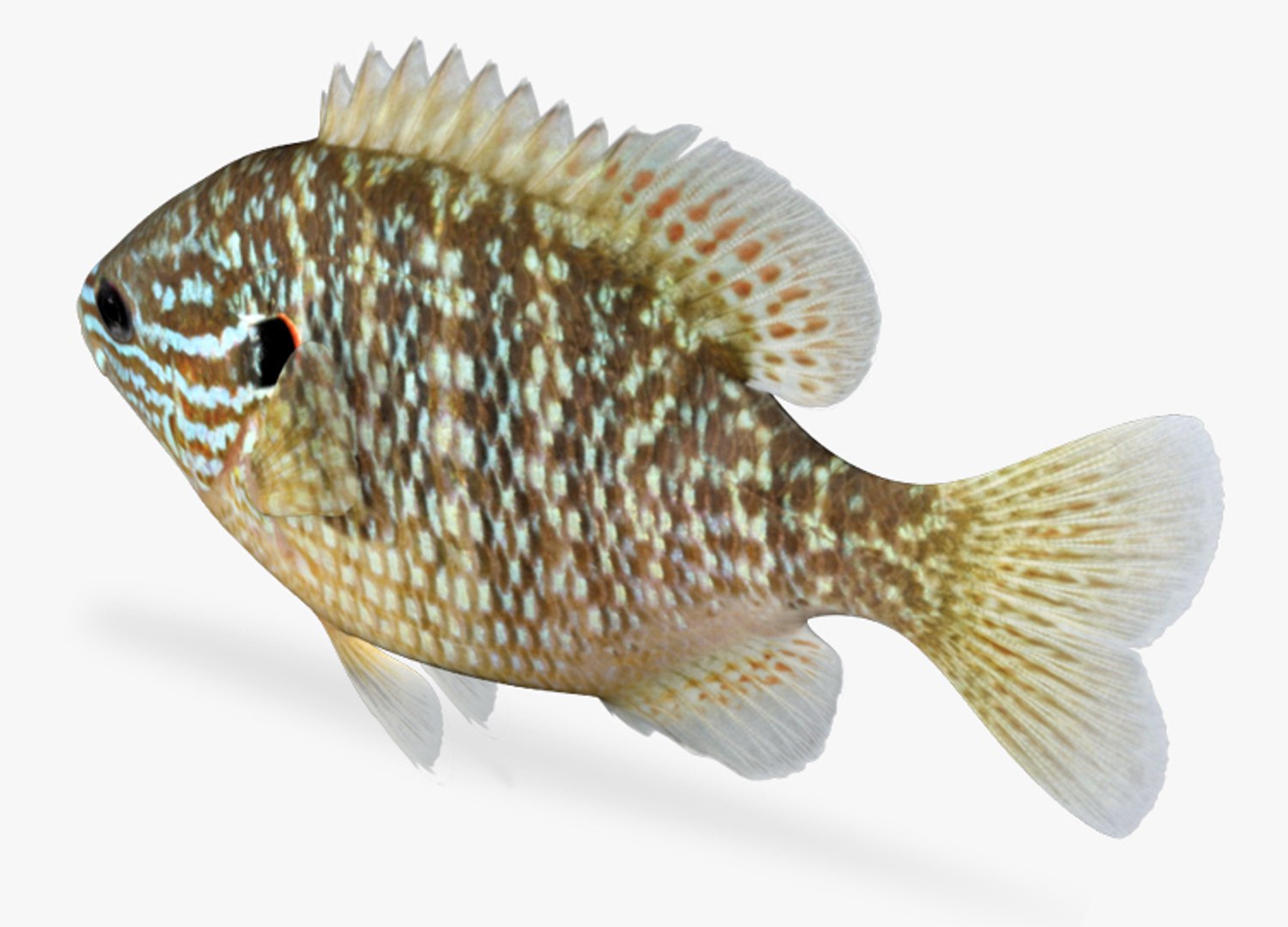 Lepomis Megalotis Longear Sunfish 3d Model