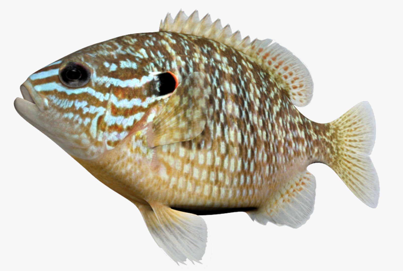 Lepomis Megalotis Longear Sunfish 3d Model