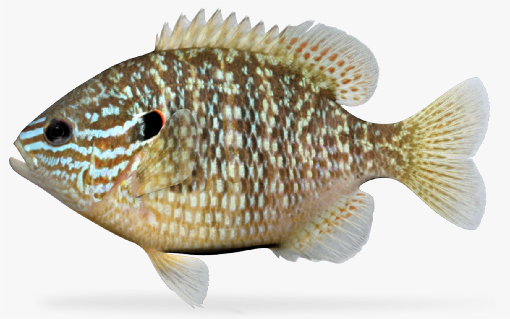 Lepomis Megalotis Longear Sunfish 3d Model