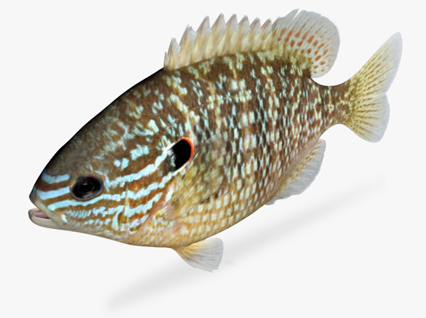 Lepomis Megalotis Longear Sunfish 3d Model