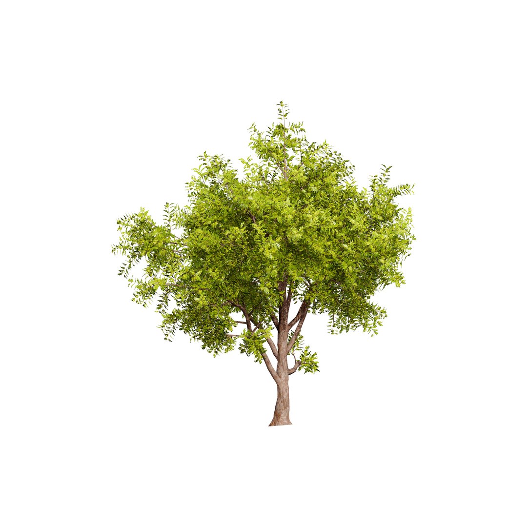 Realistic Neem Tree 3D Model 3D - TurboSquid 2286948