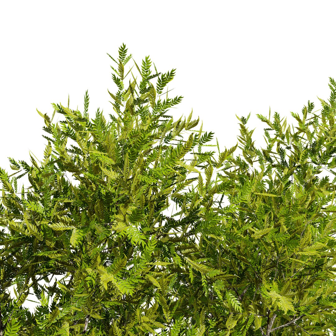 Realistic Neem Tree 3D Model 3D - TurboSquid 2286948