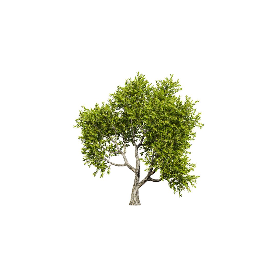 Realistic Neem Tree 3D Model 3D - TurboSquid 2286948
