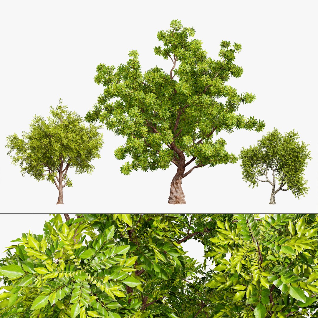 Realistic Neem Tree 3D Model 3D - TurboSquid 2286948