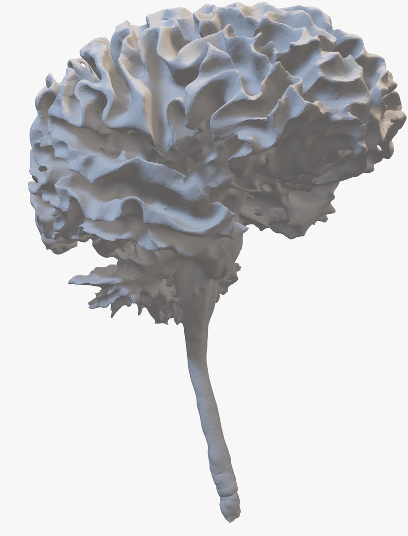 White Matter From MRI Parcellation Printable 3D Model - TurboSquid 1849267