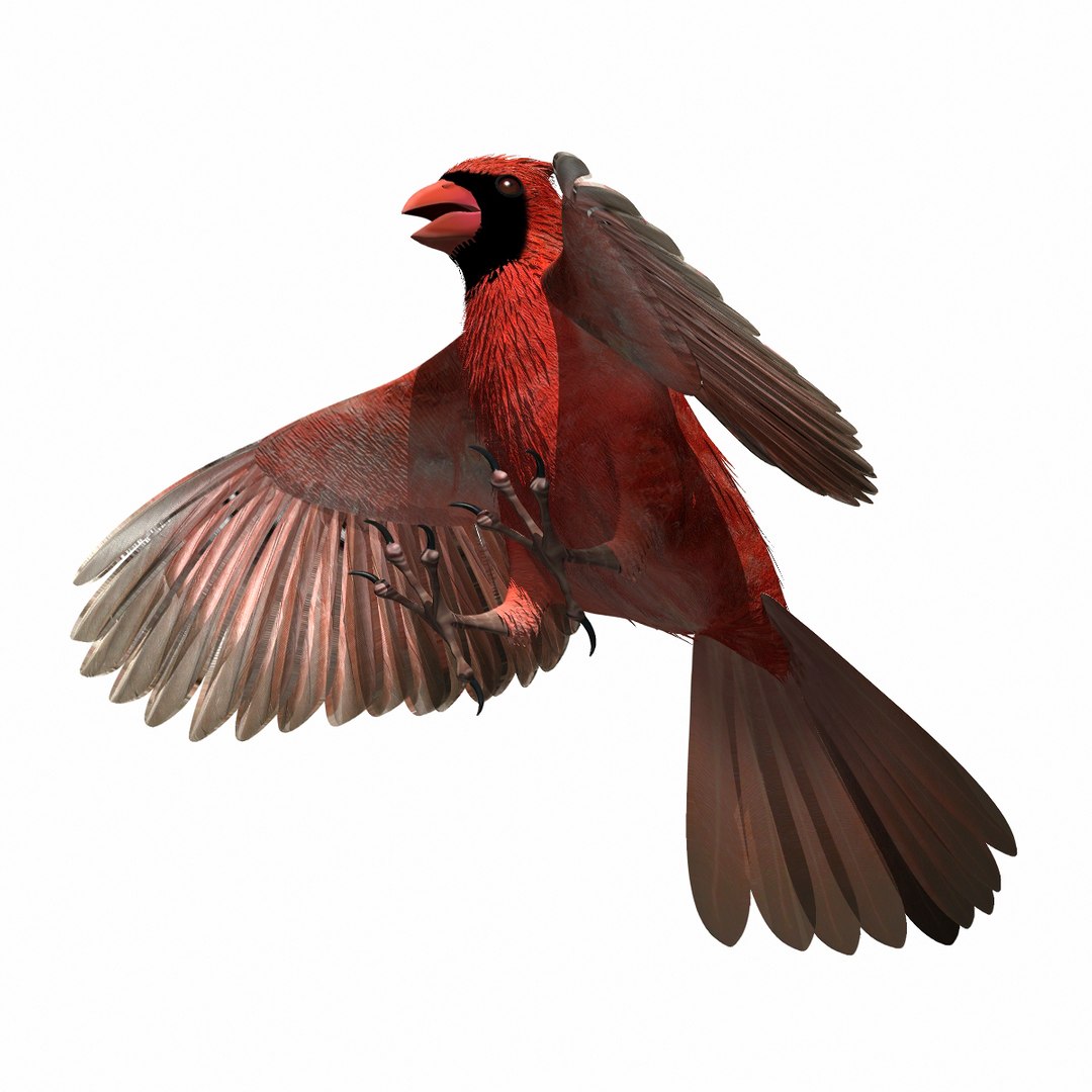 Cardinal Bird Flight Lightwave Male 3d Model