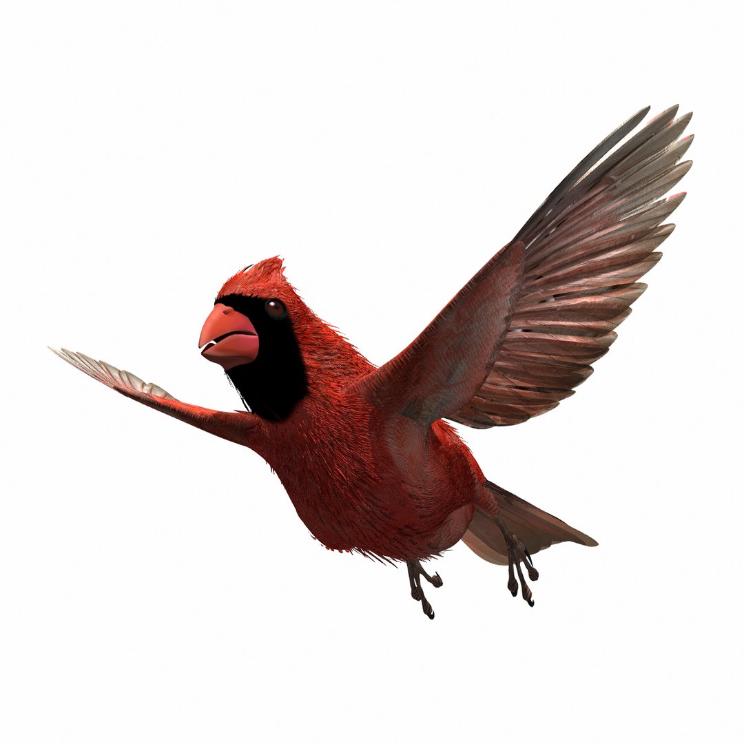 Cardinal Bird Flight Lightwave Male 3d Model